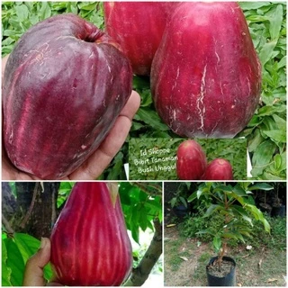 Jual bibit jambu jamaika Harga Terbaik & Termurah Juli 2024 | Shopee ...