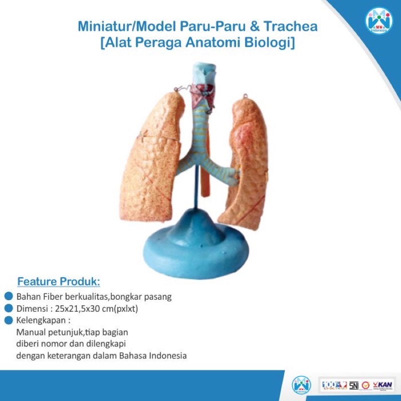 Jual [PROMO] Model Anatomi Struktur Paru-Paru dan Trachea Manusia ...