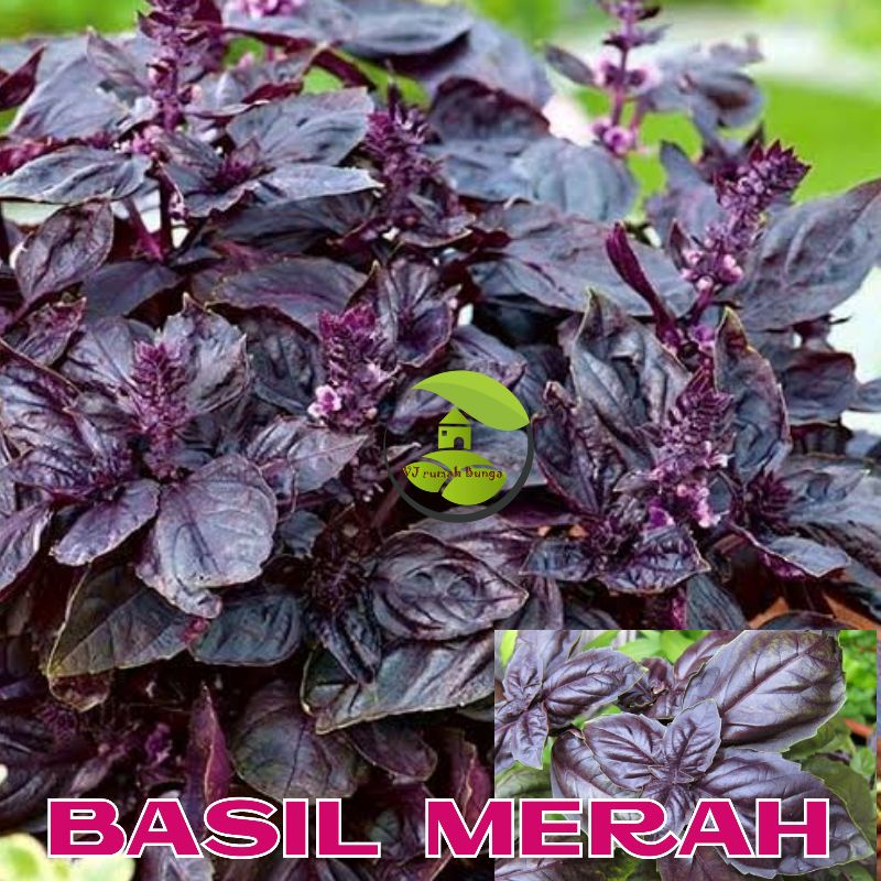 Jual Benih Basil Merah Italian Large Leaf Red Basil | Shopee Indonesia