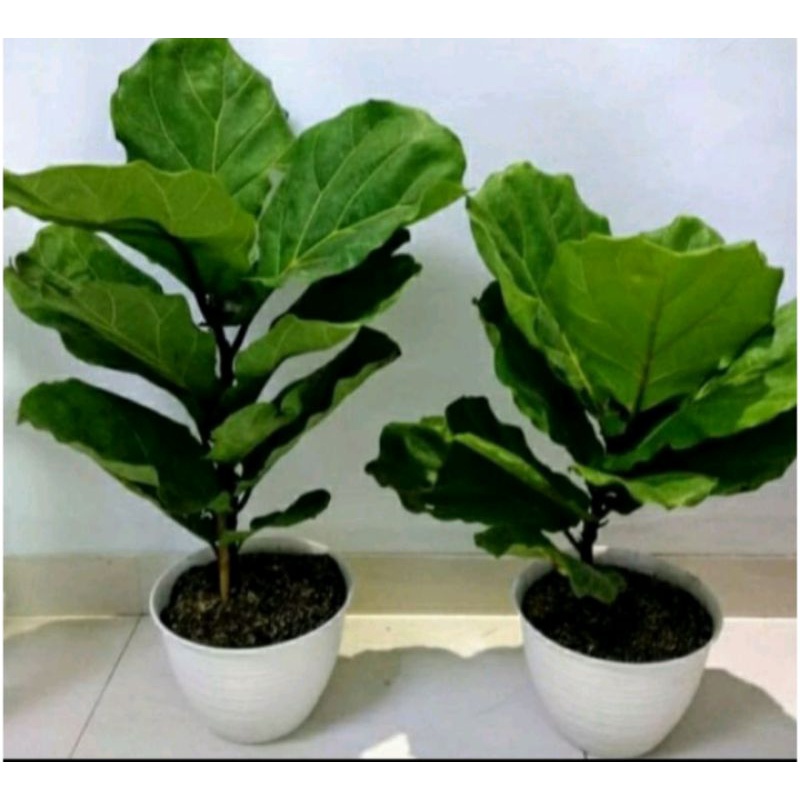 Jual POHON KETAPANG BIOLA/TANAMAN INDOOR | Shopee Indonesia
