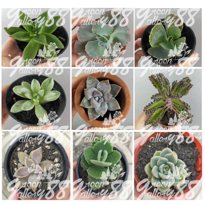 Jual Kaktus/sekulen/skulen/sukulen mini random | Shopee Indonesia