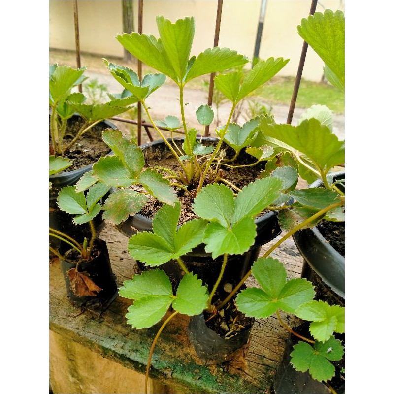 Jual Tanaman Strawberry Dewasa | Shopee Indonesia