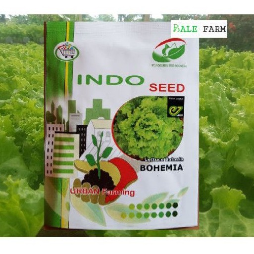 Jual benih selada enza zaden bohemia mirip junction original packing | Shopee Indonesia