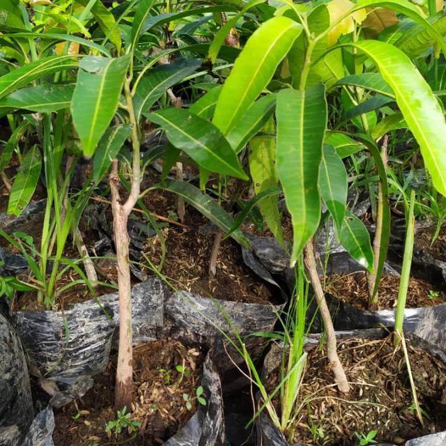 Jual BIBIT MANGGA BRAZIL | Shopee Indonesia