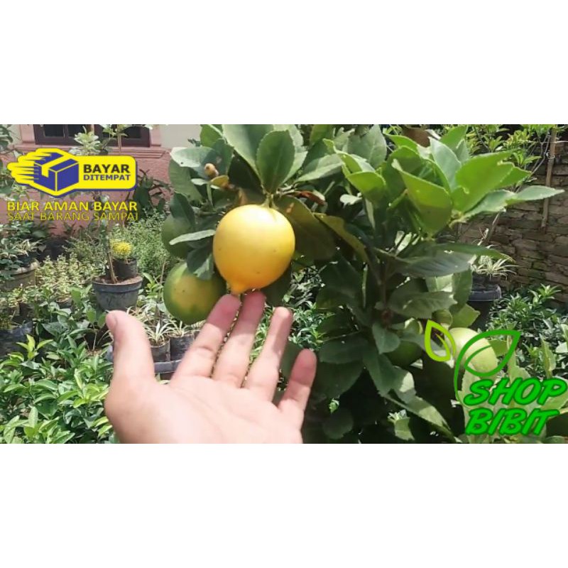 Jual Bibit tanaman buah jeruk lemon california super ( berbunga atau ...
