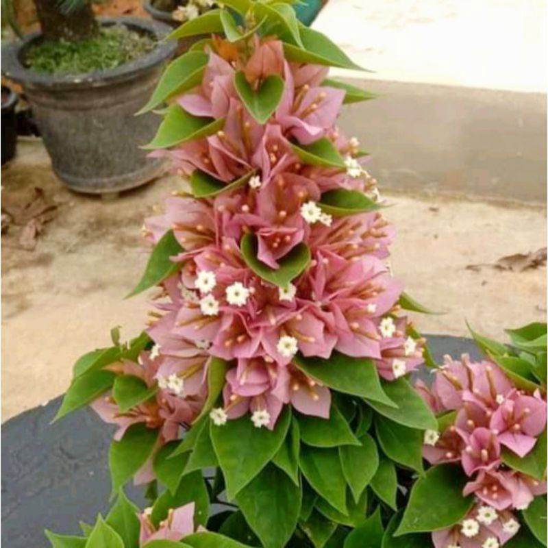 Jual PROMO!!TANAMAN HIAS BUGENVIL EKOR MUSANG SOFT HAWAI//BOUGENVILLE ...