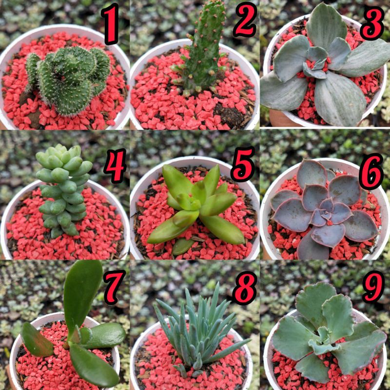 Jual sukulen mini sekulen kaktus premium bisa cod murah | Shopee Indonesia