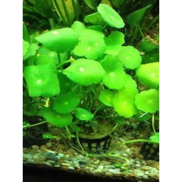 Jual tanamana aquascape hydrocotile verticalaita | Shopee Indonesia