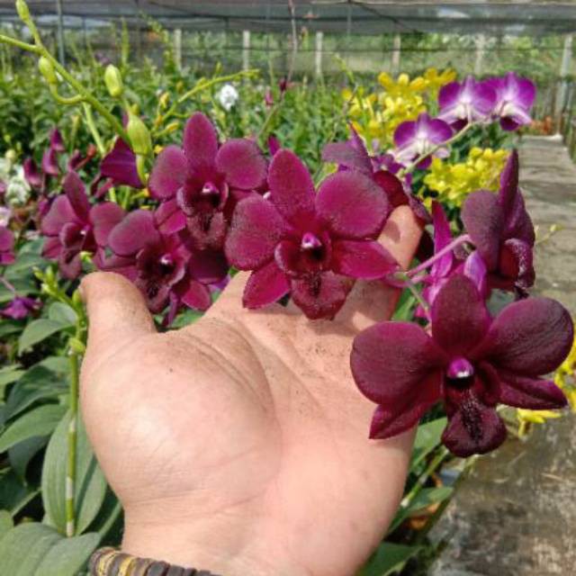 Jual dendrobium varian merah dewasa | Shopee Indonesia
