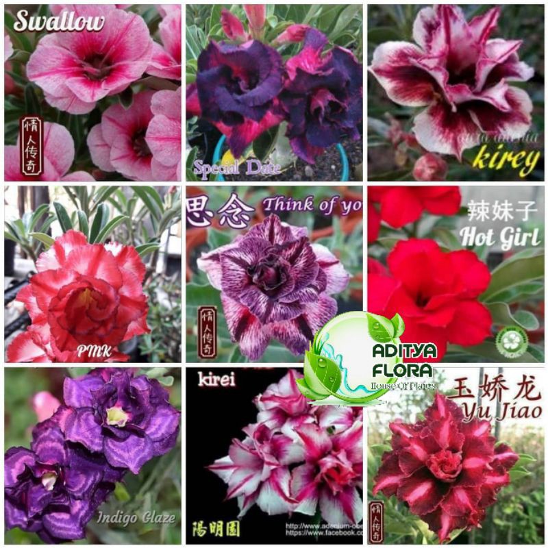 Jual Paket 9 Adenium Kamboja Jepang Adenium Bunga Tumpuk Pohon