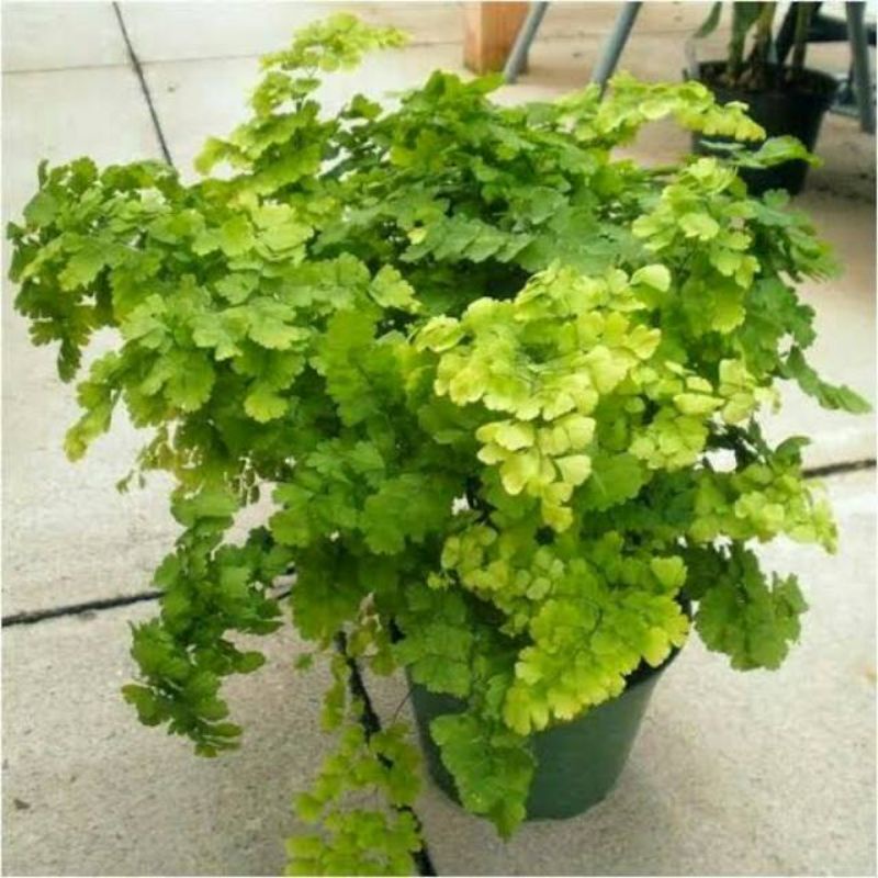 Jual paket lengkap suplir jumbo + pot + media tanam | Shopee Indonesia