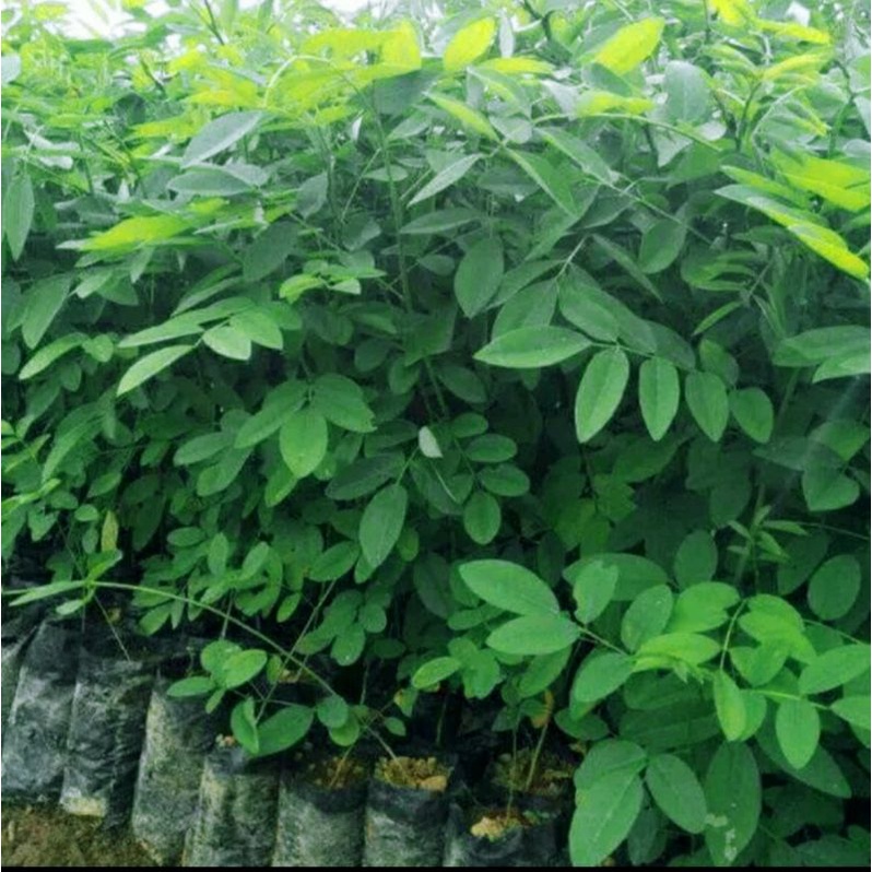 Jual BIBIT INDIGOFERA unggul (beli 5 gratis 1) | Shopee Indonesia