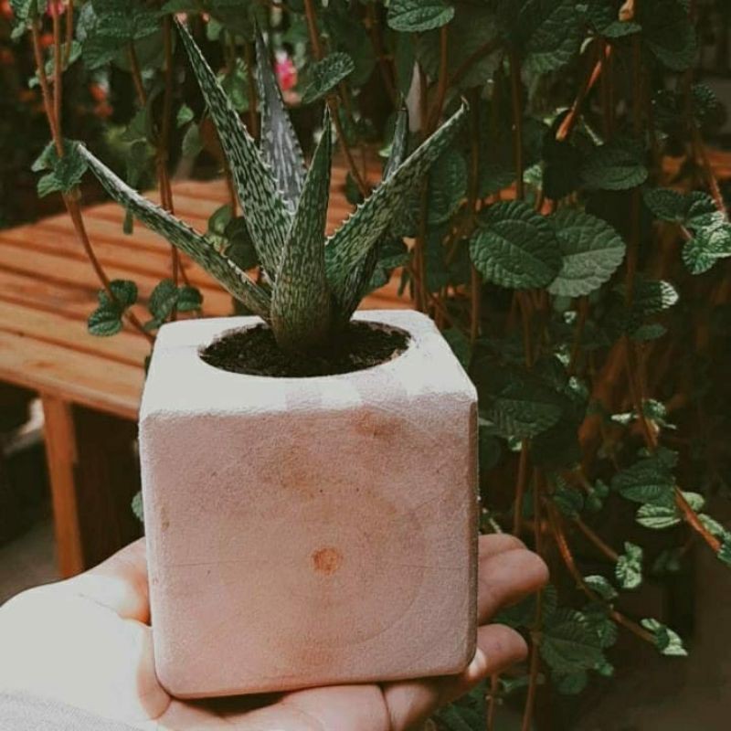 Jual Pot sukulen mini kayu persegi | Shopee Indonesia