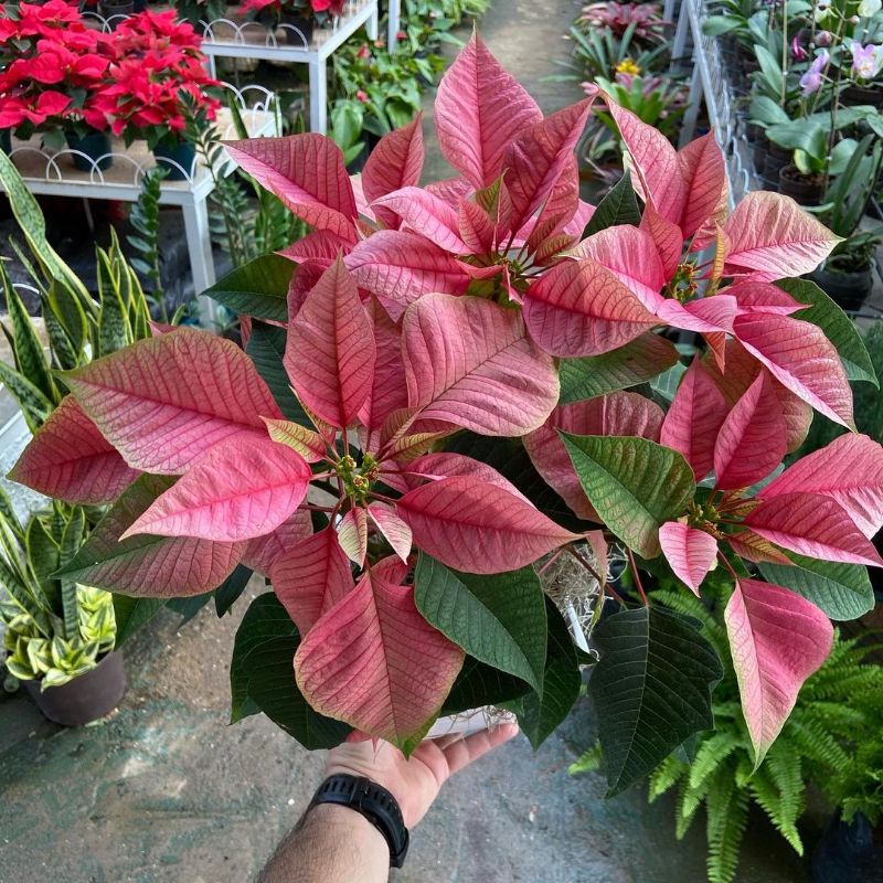 Jual Tanaman Hias Hidup Bunga Katusba (READY 4 JENIS) | Shopee Indonesia