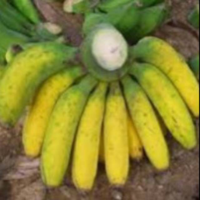 Jual PISANG RAJA BULU/sisir | Shopee Indonesia