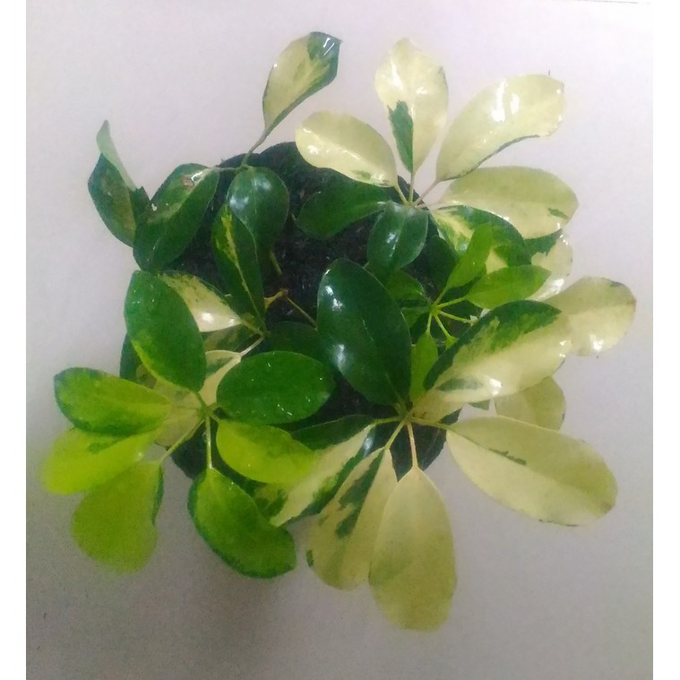 Jual Tanaman Schefflera - Walisongo varigata daun uk sedang | Shopee ...