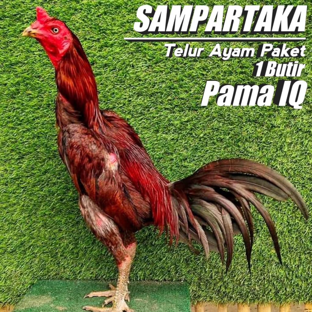 Jual telur ayam pama ninja original perbutir super fetil asli | Shopee ...