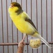 Jual burung kenari gacoran jantan | Shopee Indonesia