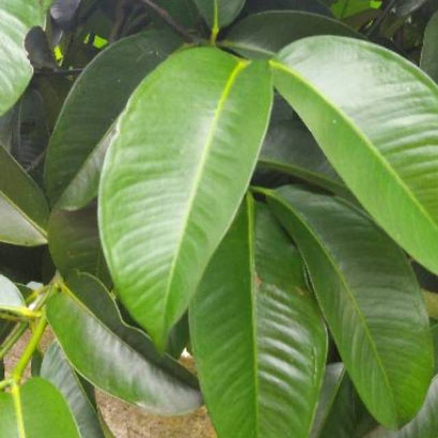 Jual daun 5 lembar DAUN MANGGIS SEGAR DAUN BUAH MANGGGIS POHON MANGGIS ...