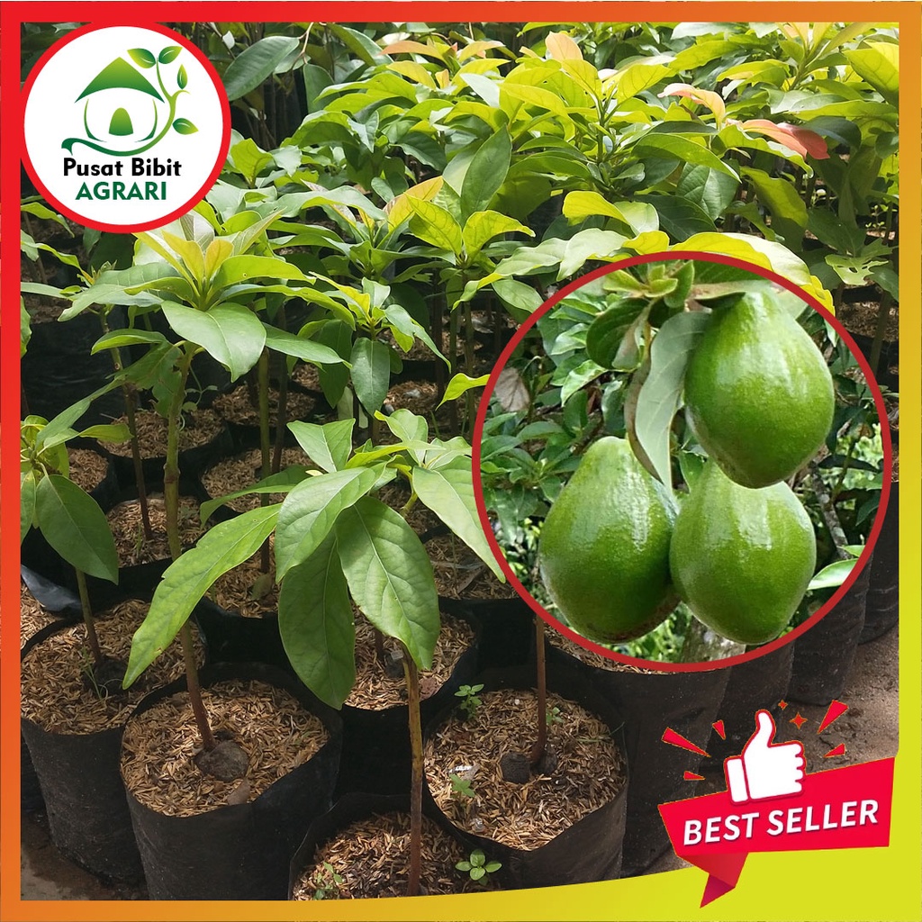 Jual Bibit Alpukat Miki Asli Tanaman Buah Hasil Okulasi Super Unggul ...