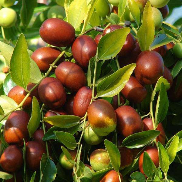 Jual Victory Seed Buah Kurma Merah Angco (Isi 2 Buah) | Shopee Indonesia