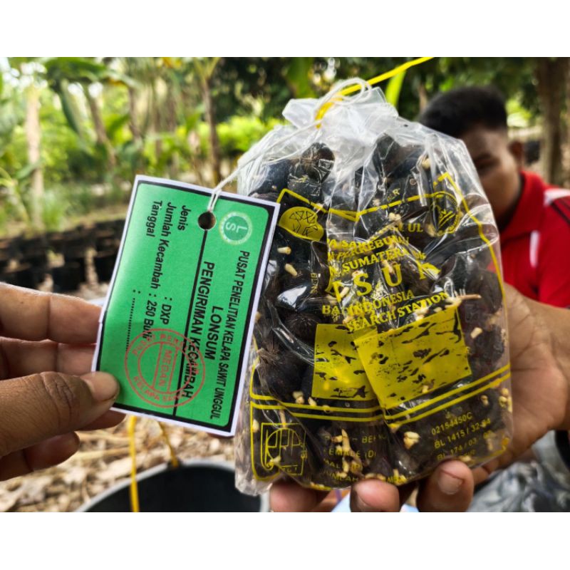 Jual kecambah sawit lonsum siap tanam isi 250 butir setiap cap ada ...