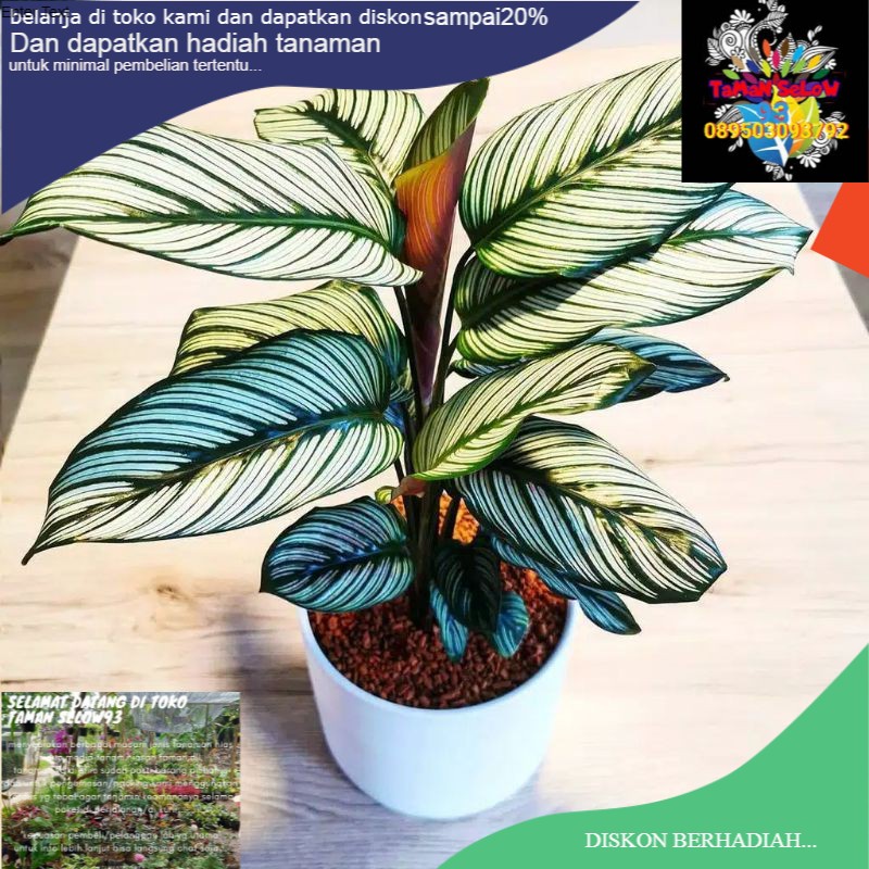 Jual pohon calathea white star-tanaman hias indoor | Shopee Indonesia