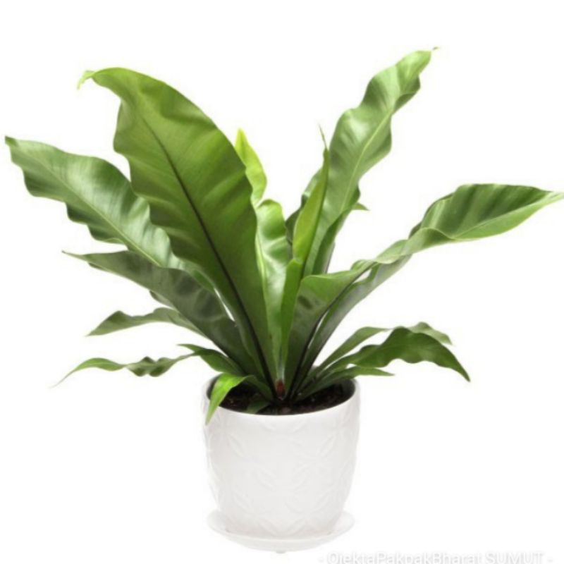 Jual Paket 10 Batang Kadaka Tanaman Hias Asplenium Kadaka Populer ...