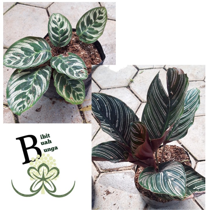 Jual Tanaman Hias Calathea | Shopee Indonesia