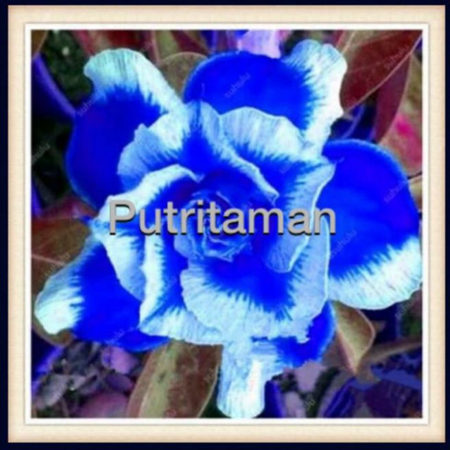Jual taman hias bunga adenium kamboja land miracle / bibit kamboja ...