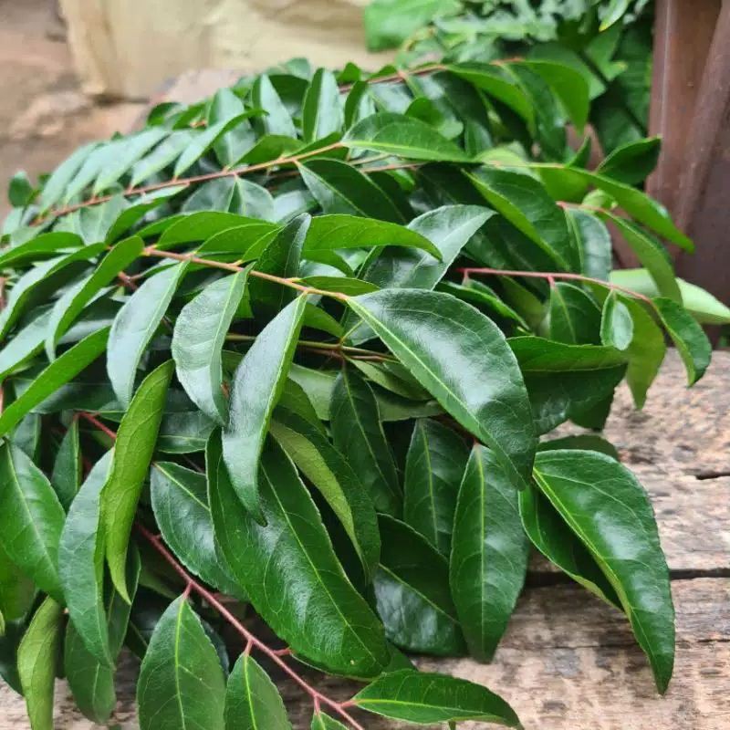 Jual DAUN KARI SALAM KOJA SEGAR 1 KG | Shopee Indonesia