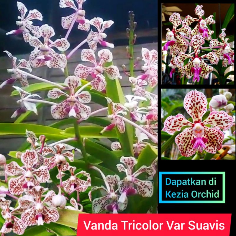 Jual Anggrek Vanda Tricolor Var Suavis ; Vanda Tricolor Var Planilabris ...