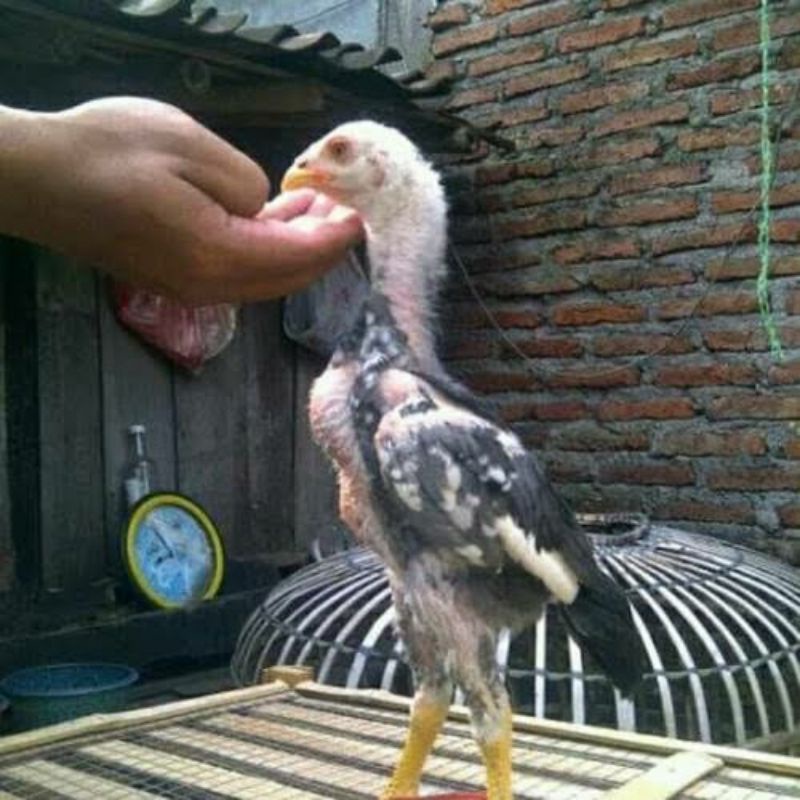 Jual ANAK AYAM BANGKOK IMPORT SUPER ORI 2 - 3 BULAN | Shopee Indonesia