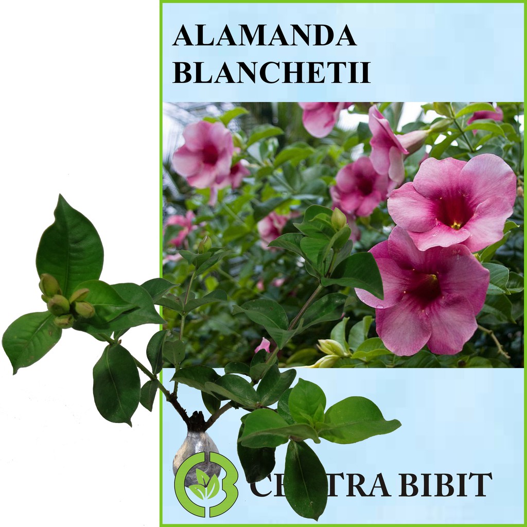 Jual Tanaman Bunga Alamanda Blanchetii | Shopee Indonesia