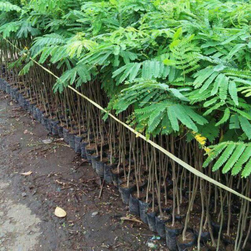 Jual Bibit Tanaman Pohon Sengon Solomon Siap Tanam | Shopee Indonesia