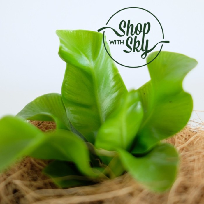 Jual Tanaman-Bibit-Benih- Kadaka Lasagna / Asplenium Cocok Di Meja ...