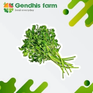 Jual harga selada 1 ikat Harga Terbaik & Termurah Juni 2025 | Shopee ...