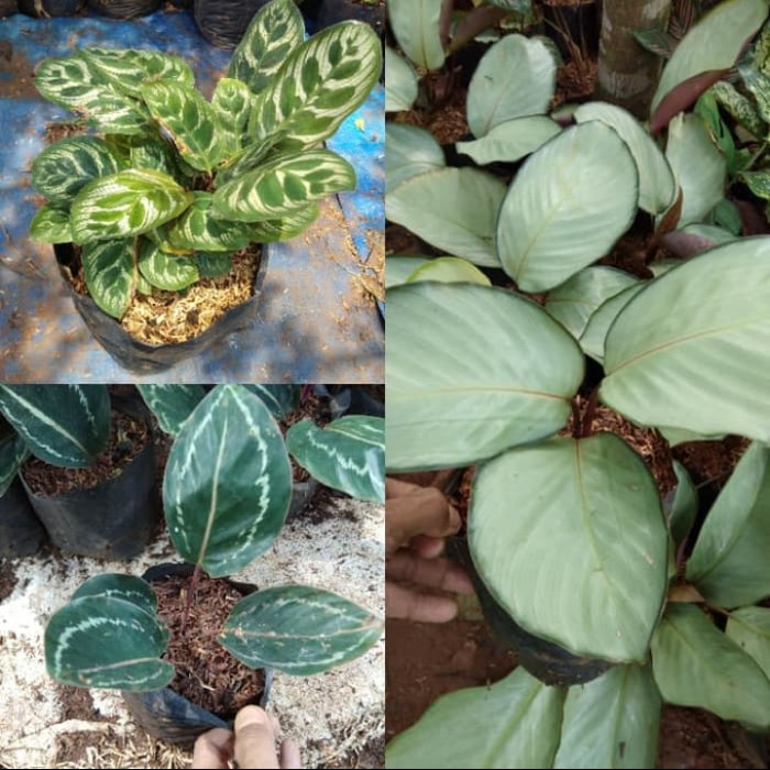 Jual Paketan 3 Jenis Calathea - Makoyana - Silverplat - Green Lipstick ...