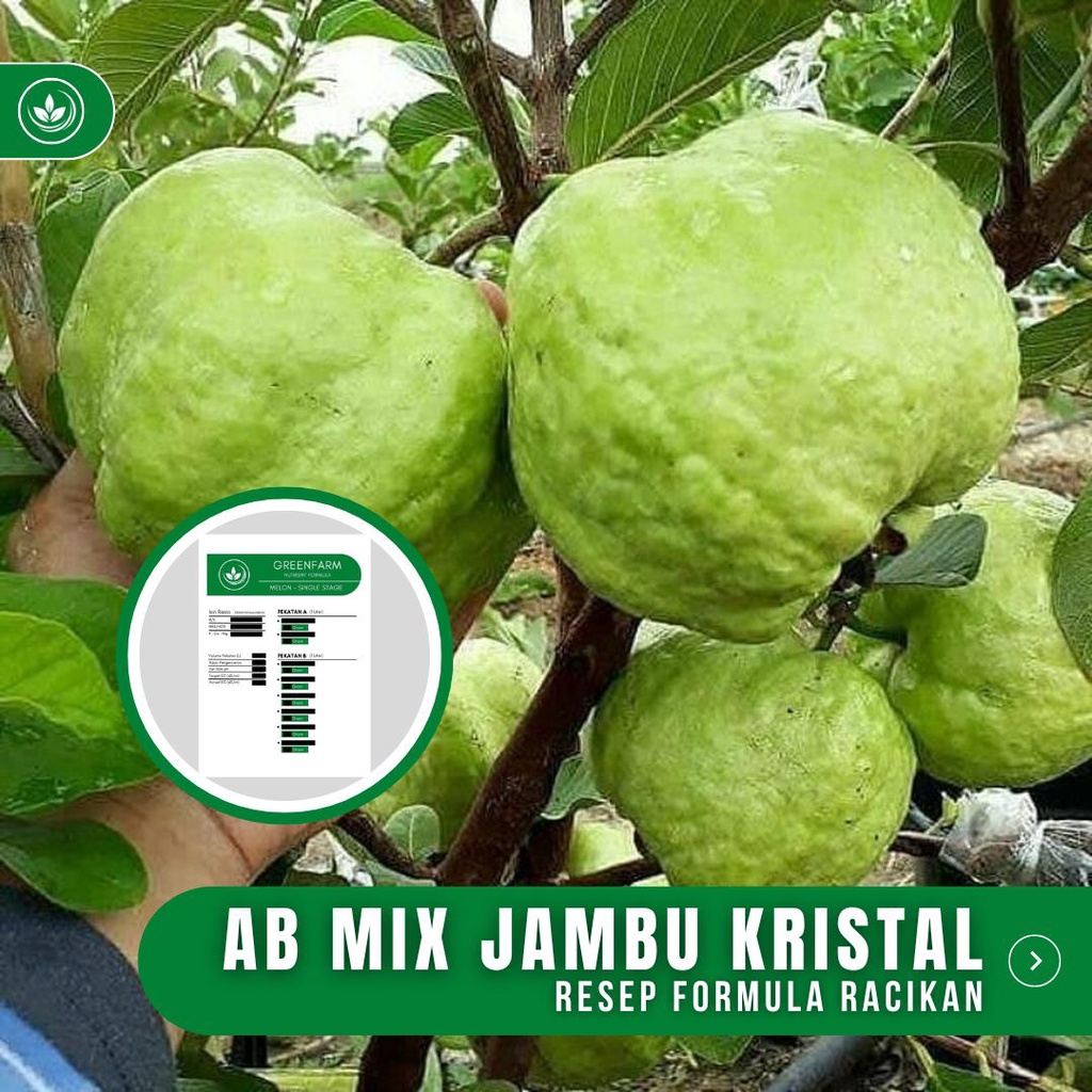Jual Resep AB Mix Jambu Kristal Formula Racikan Nutrisi Pupuk Jambu ...