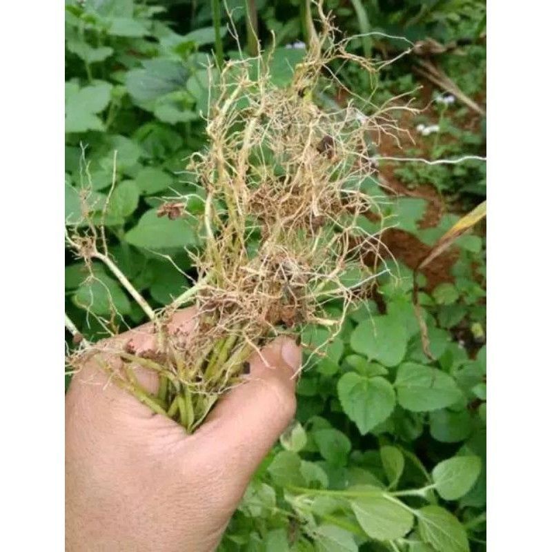 Jual DAUN BANDOTAN OBAT HERBAL TRADISIONAL 1KG | Shopee Indonesia