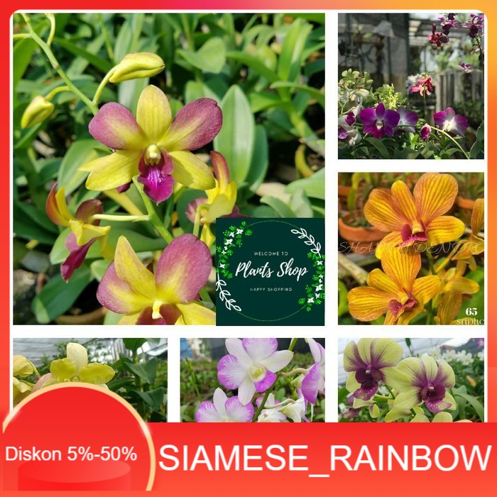 Jual seedling anggrek dendrobium bibit - Paket 6 bunga anggrek murah ...