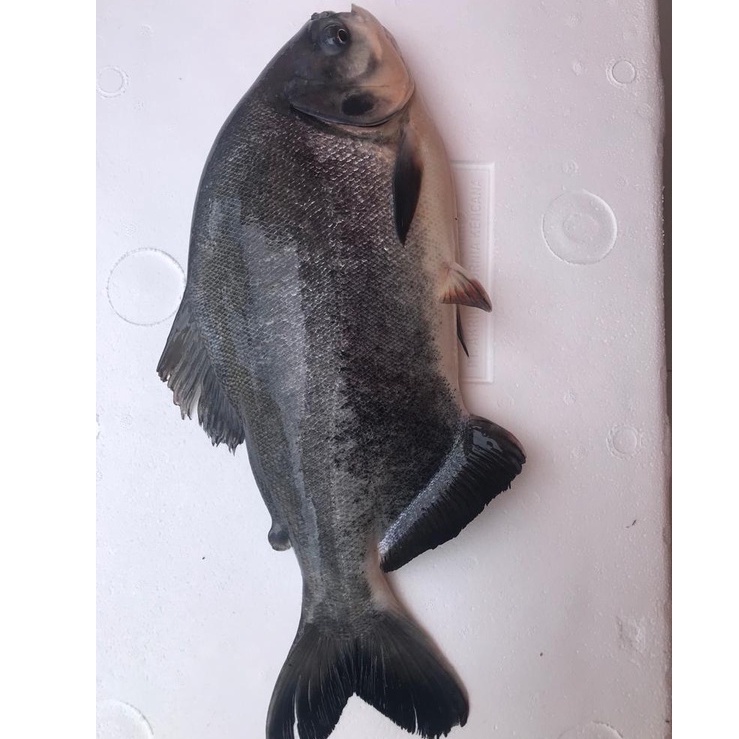 Jual Fresh Ikan Bawal Size Super Harga Per 100gr 100 Gr Gram Air Tawar