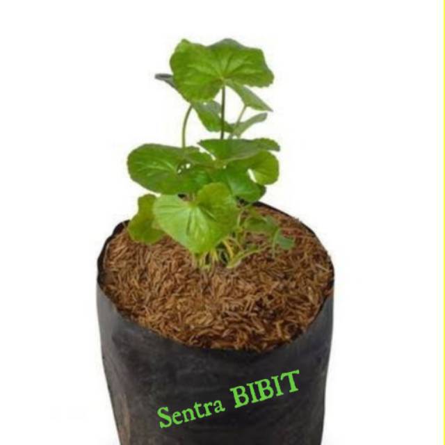 Jual Bibit Tanaman Herbal Pegagan / Antanan / Gotu Kola | Shopee Indonesia