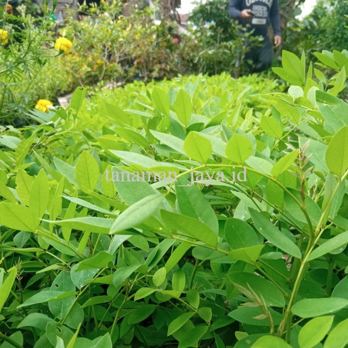 Jual bibit indigofera pakan ternak tanaman | Shopee Indonesia
