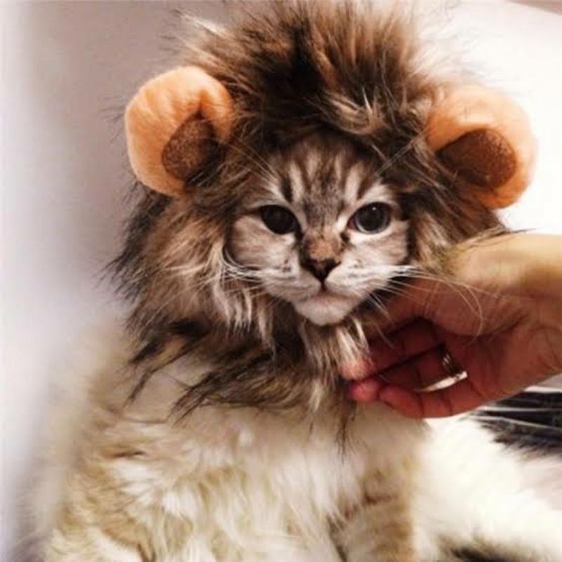 Jual Lion Hat - Topi wig singa hewan kucing anjing ig tiktok instagram ...