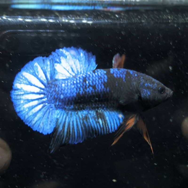 Jual ikan cupang male avatar gordon 01 | Shopee Indonesia