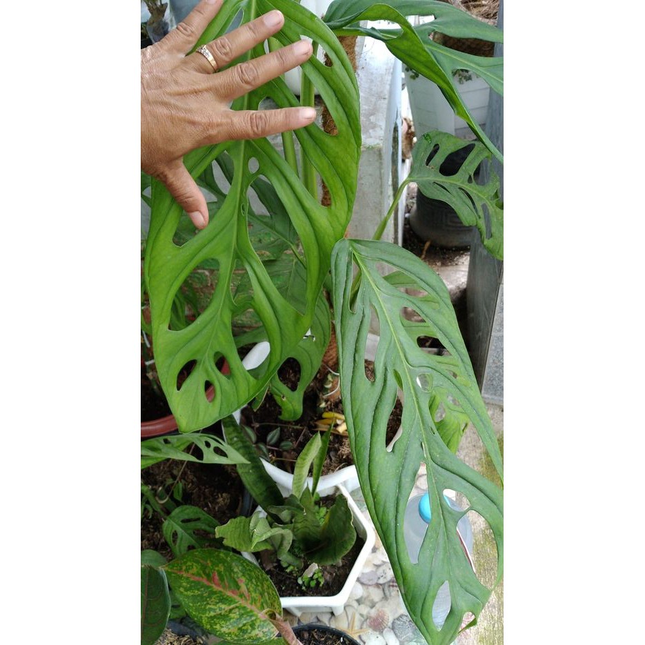 Jual Bunga philodendron janda bolong adansoni / monstera adanshoni ...