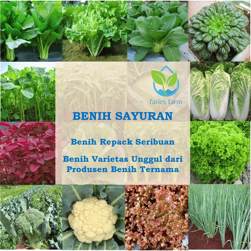 Jual Benih Biji Sayuran Seribuan Terbanyak Sawi, Selada, Bayam ...