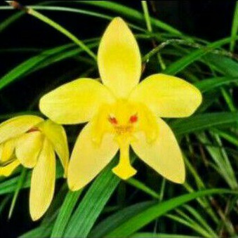 Jual anggrek tanah bunga kuning | Shopee Indonesia