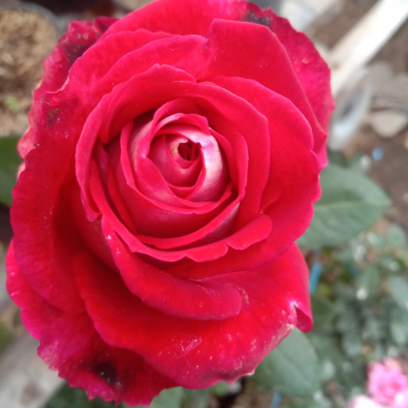 Jual bunga mawar import REED VANILLA tanaman hias tanaman outdoor ...